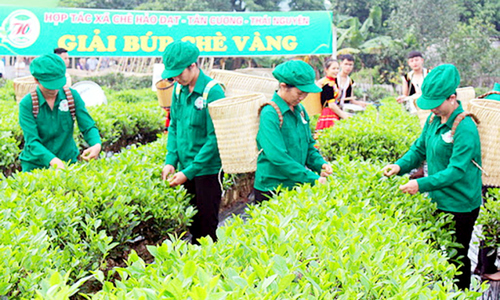 HTX chè Hảo Đạt: Chất lượng làm nên thương hiệu