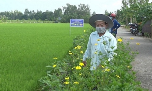 Xây dựng nông thôn mới nâng cao từ mô hình 'ruộng lúa, bờ hoa'