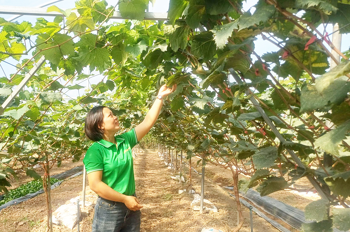 Người phụ nữ Hưng Yên làm giàu từ nông nghiệp xanh